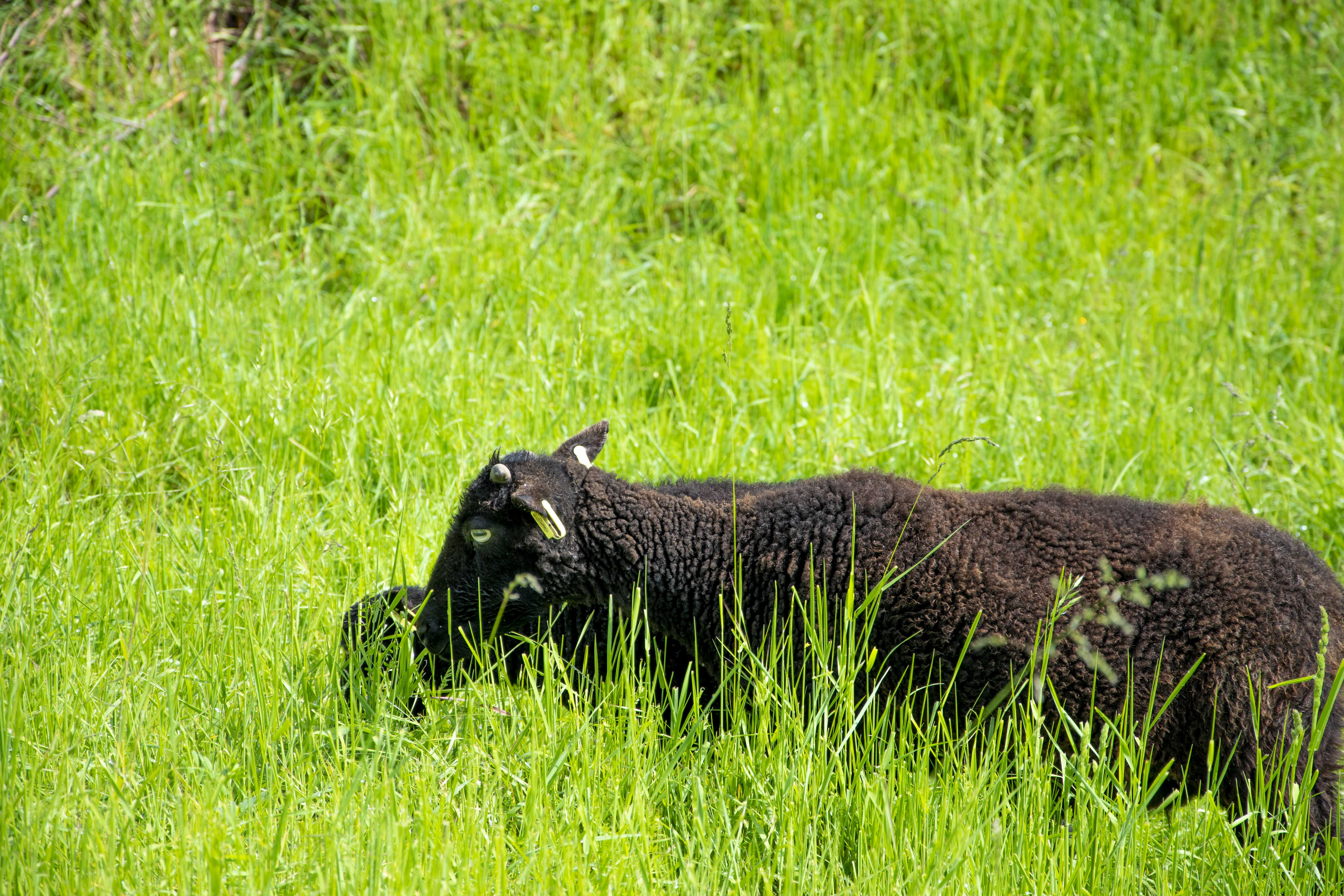 Éco-pâturage | Ville de Rouvroy